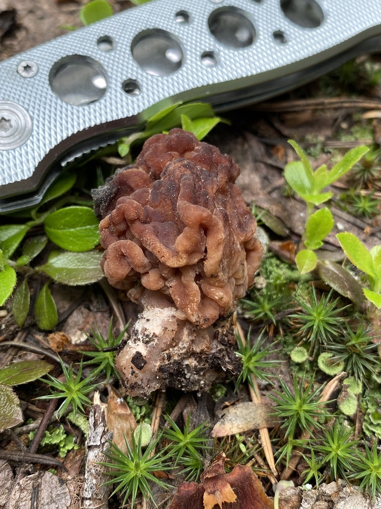 Gyromitra venenata from Lake Wenatchee State Park, Leavenworth, WA, US ...