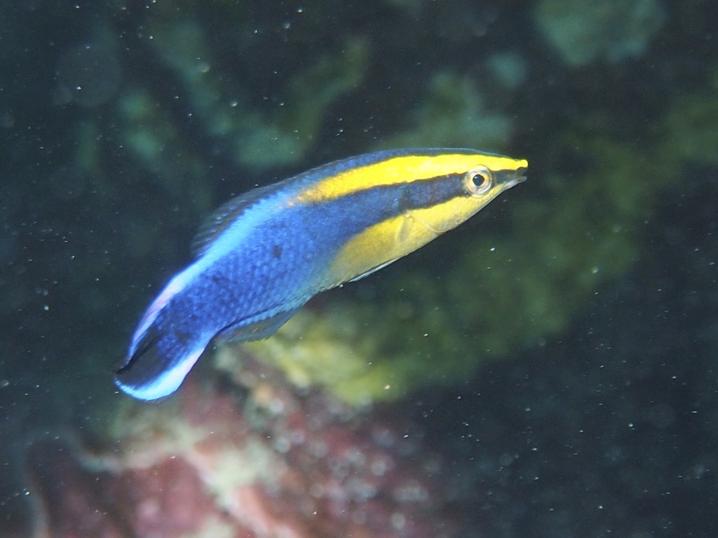 Hawaiian Cleaner Wrasse (Reef Fish of the Hawaiian Islands) · iNaturalist