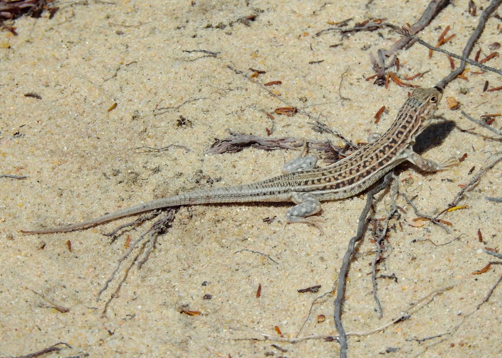Acanthodactylus erythrurus erythrurus from 2820, Portugal on June 20 ...