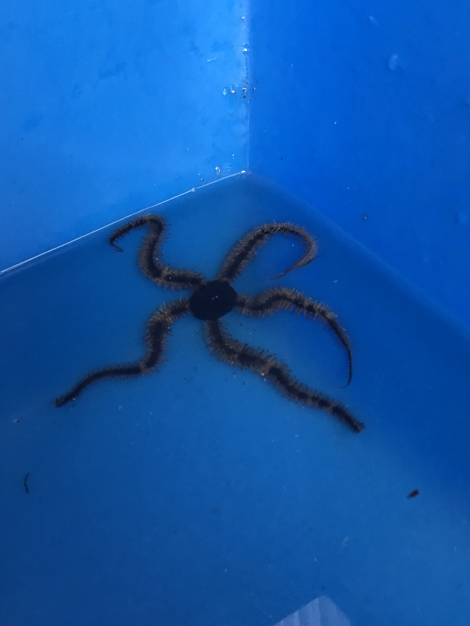 Ophiocoma echinata (Lamarck, 1816)