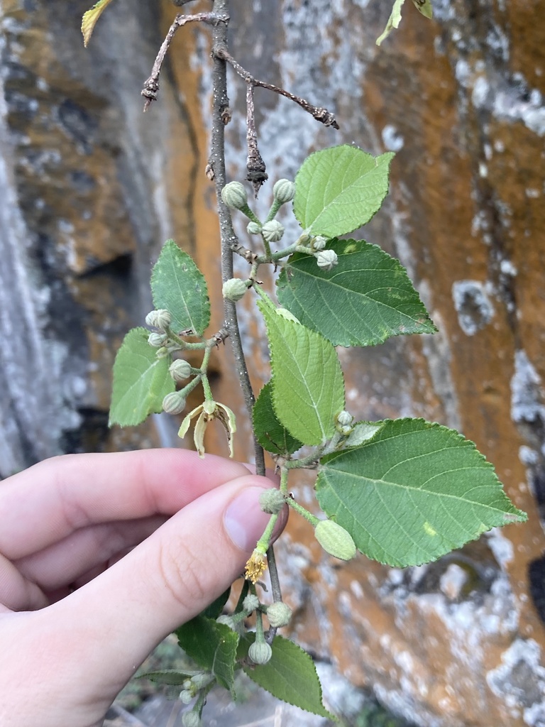 (Grewia optiva) - Botanical Realm