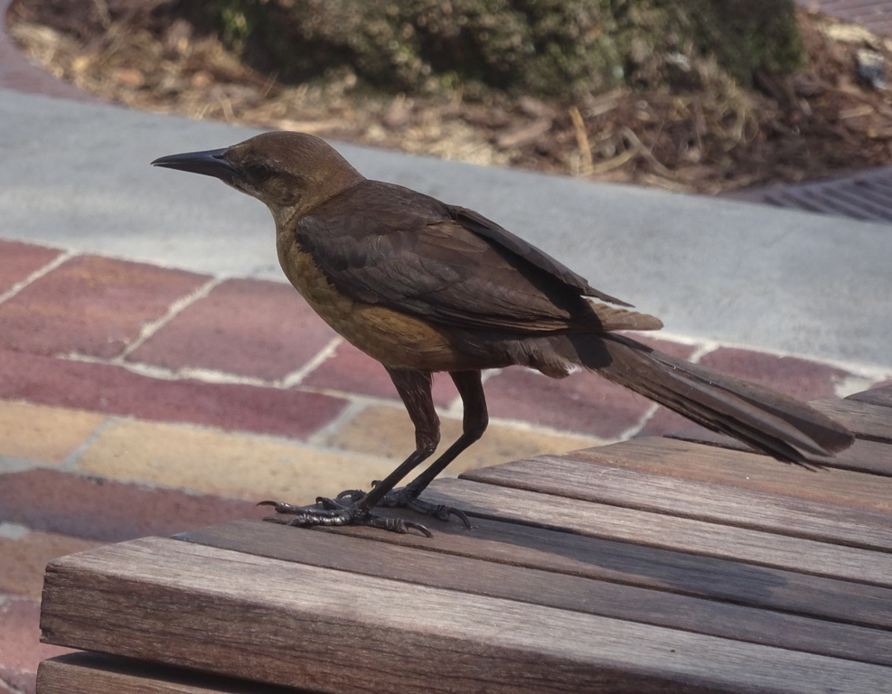 Florida Boat-tailed Grackle from Lake Buena Vista, FL 32830, USA on ...