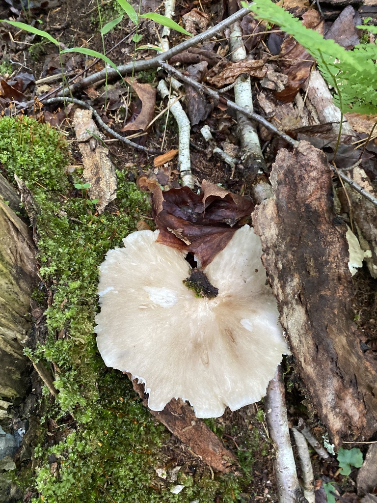 Megacollybia from The Adirondack Park, Croghan, NY, US on June 18, 2022 ...