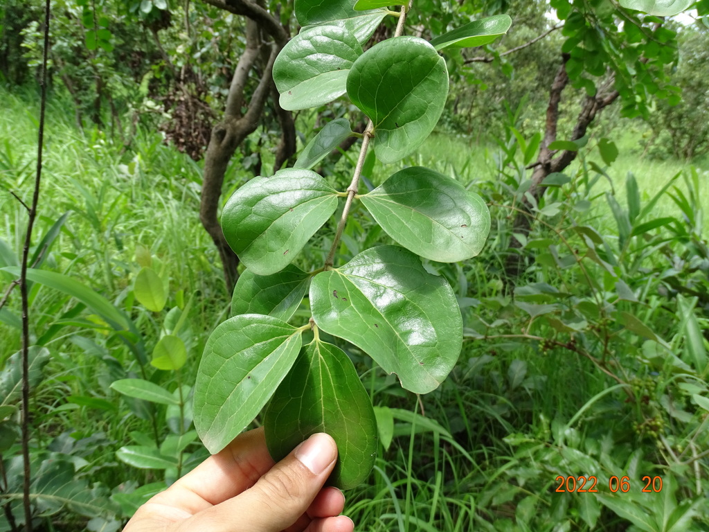 Strychnos innocua from Yalinga, Central African Republic on June 20 ...