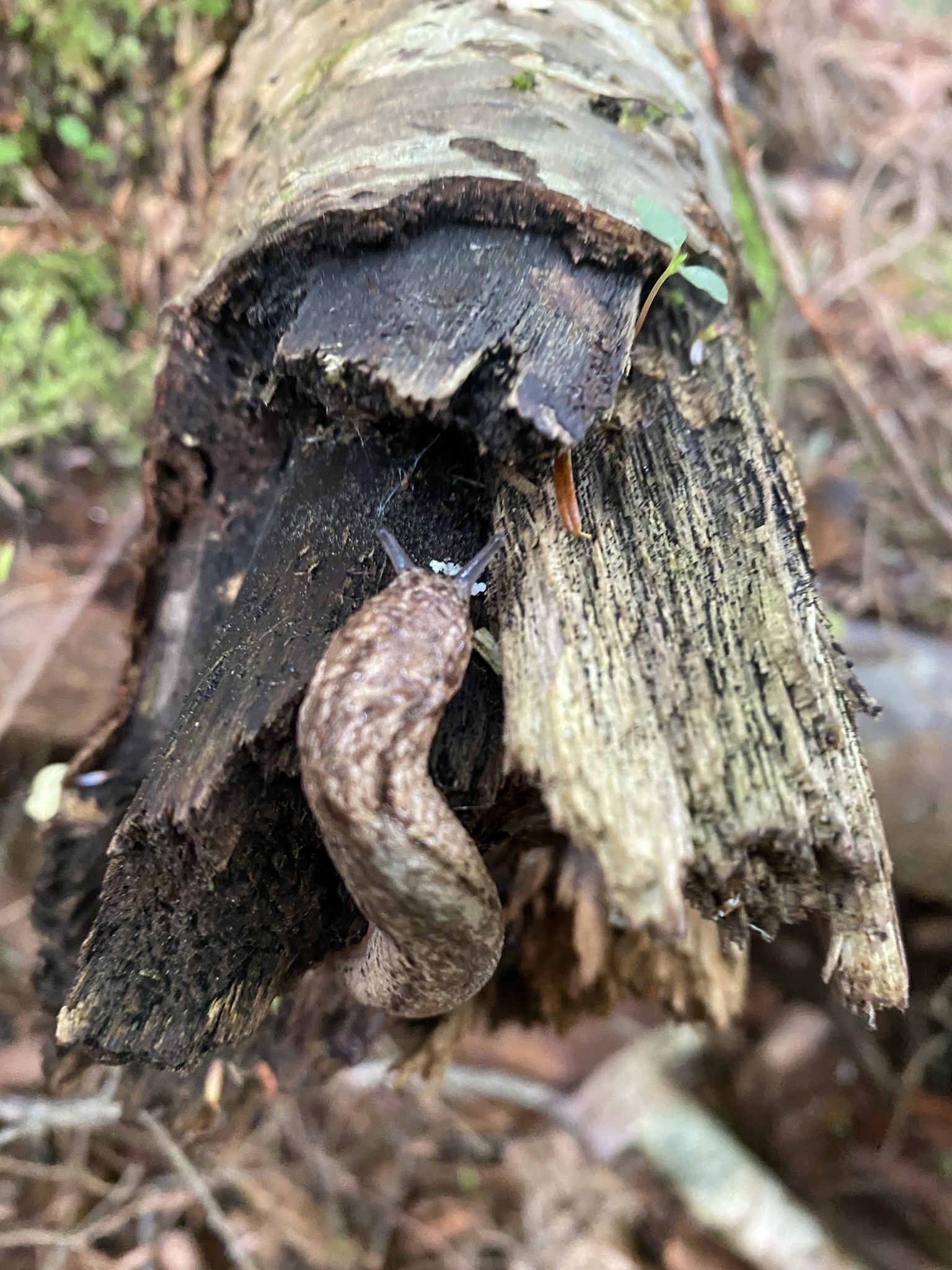 Philomycus togatus (A.Gould, 1841)