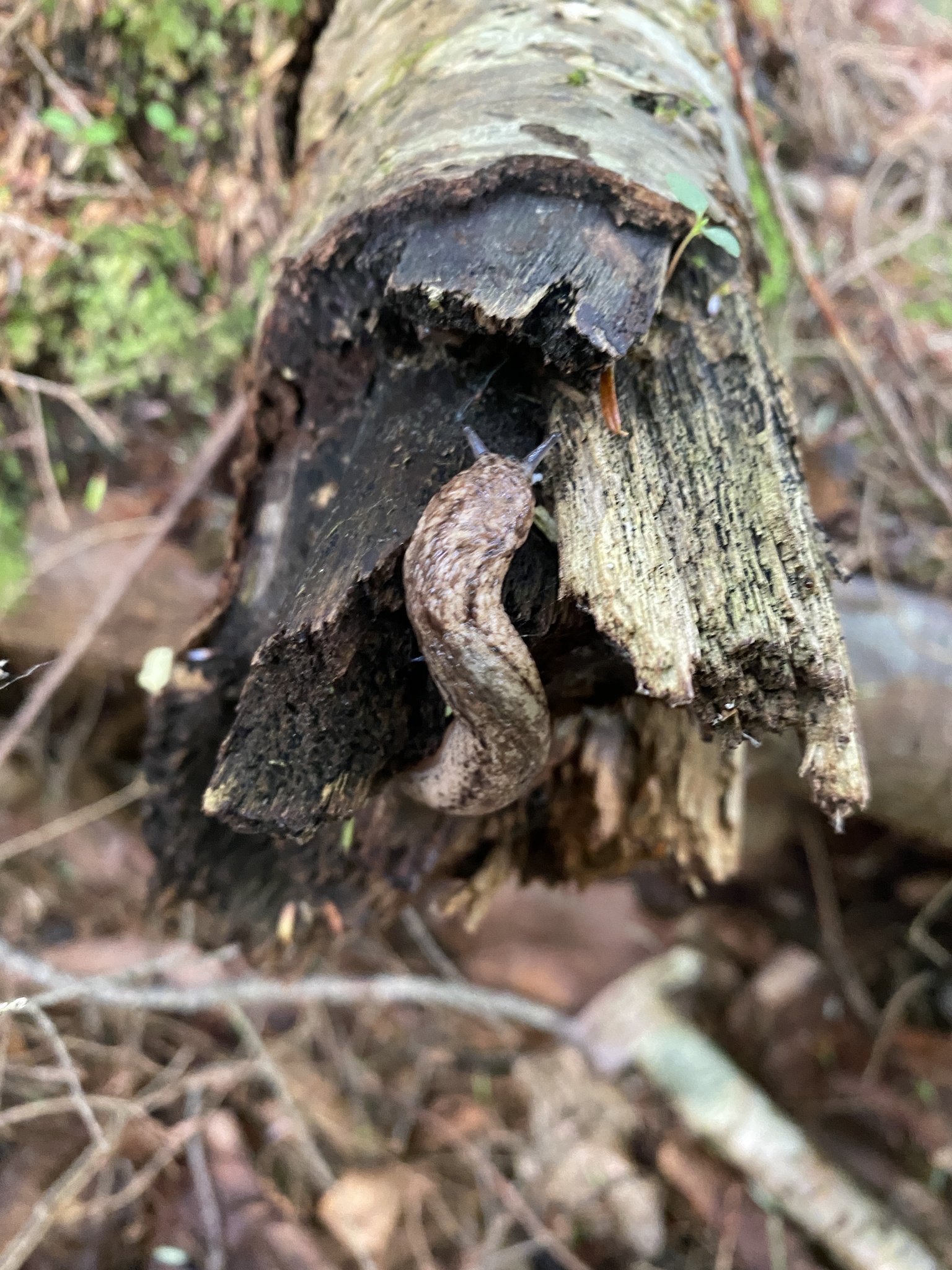 Philomycus togatus (A.Gould, 1841)