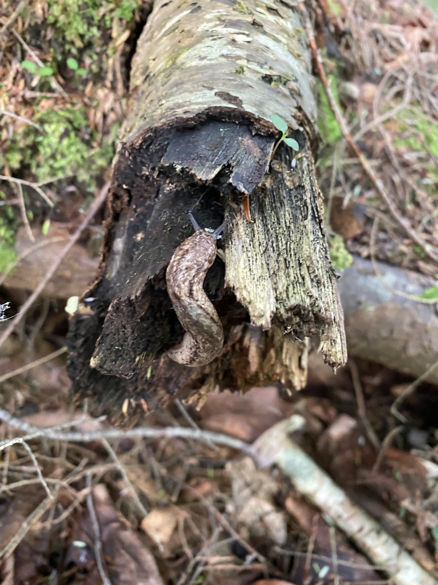 Philomycus togatus (A.Gould, 1841)