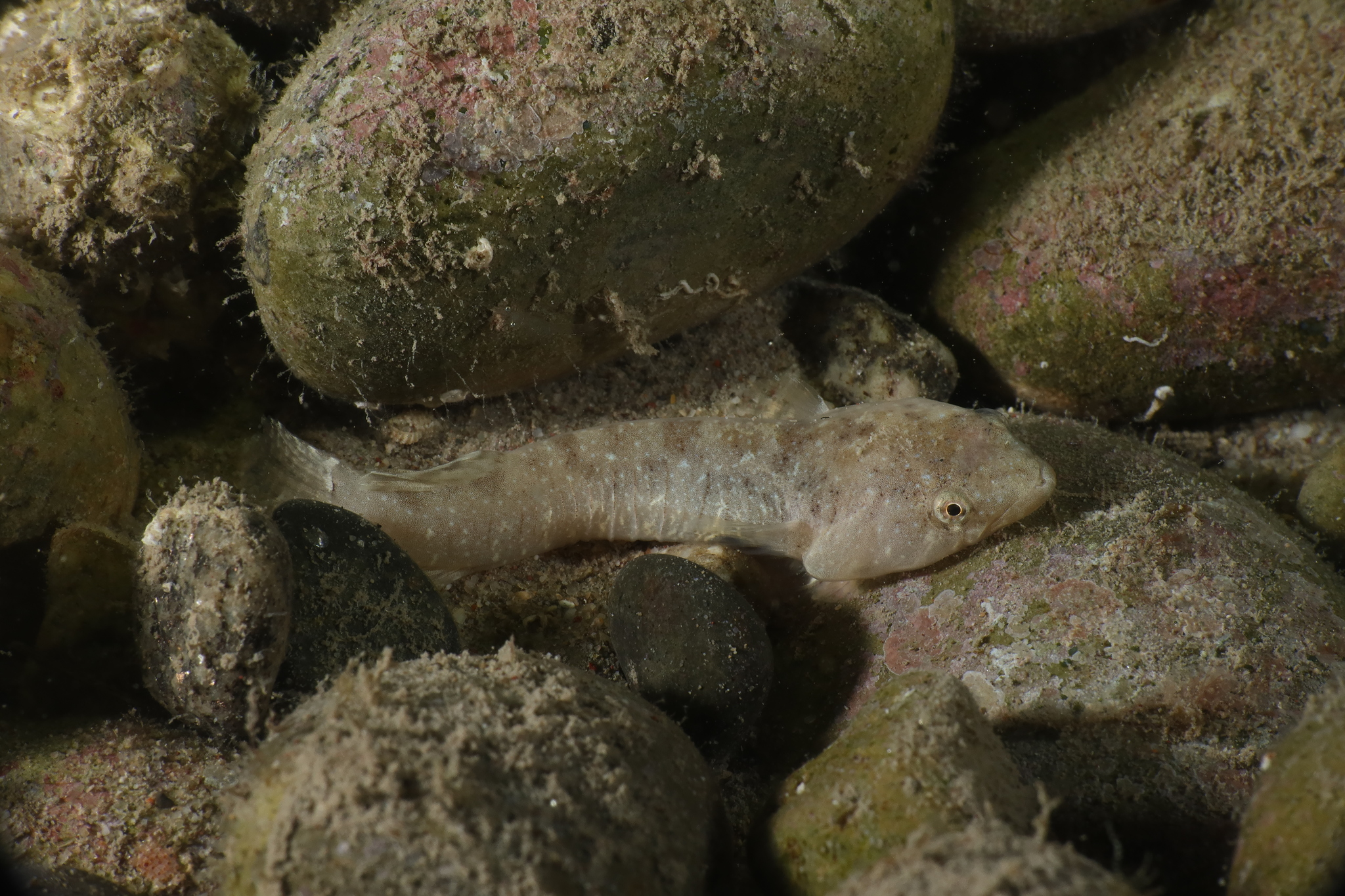 Diplecogaster Fraser-Brunner, 1938