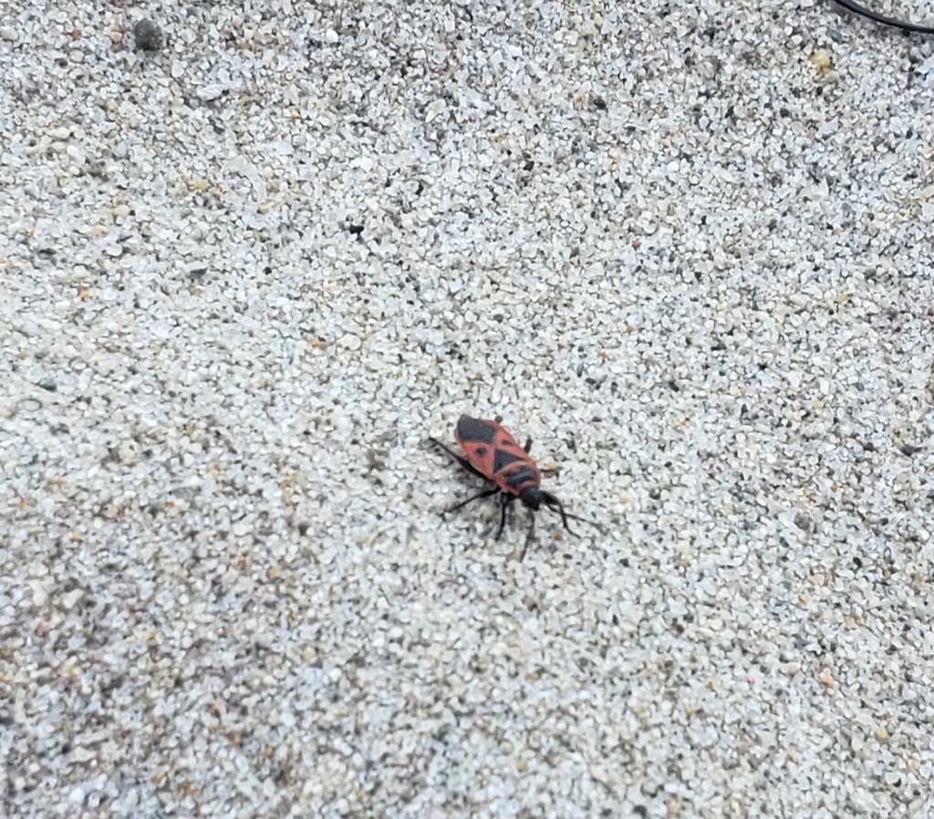 Mediterranean red bug from Silver Strand Beach Oxnard, CA on June 20 ...