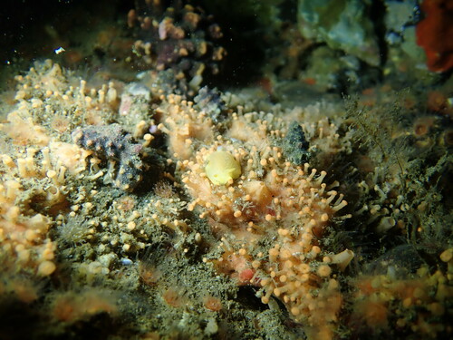 Lissodendoryx topsenti · iNaturalist