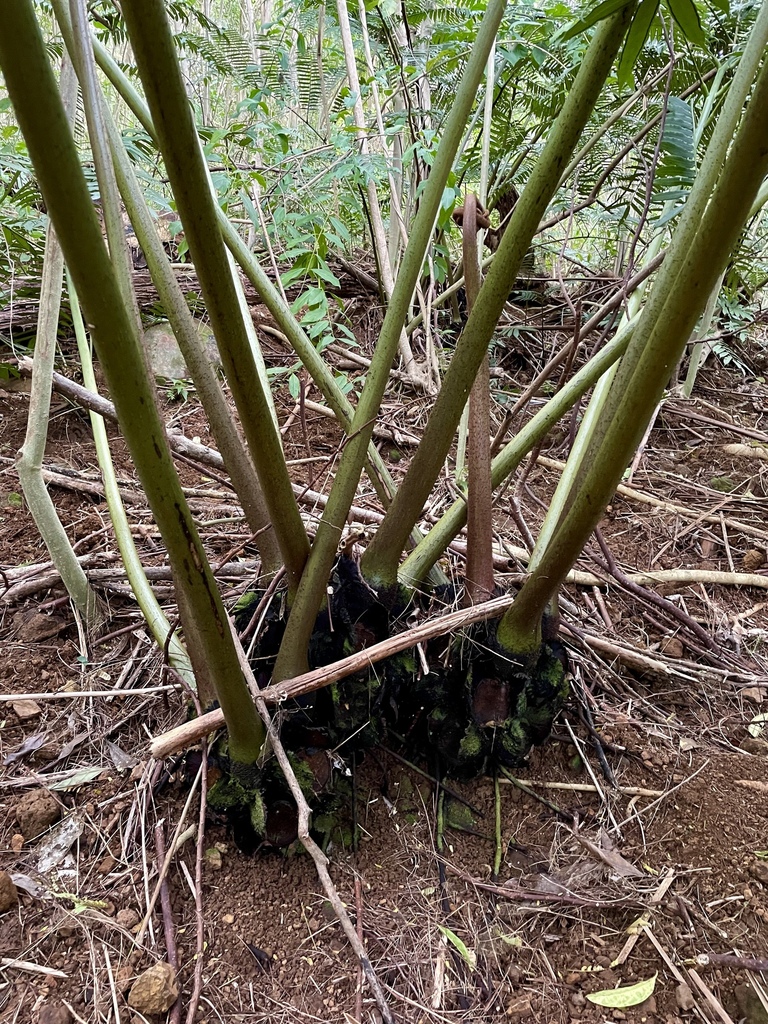 king fern from Honolulu County, HI, USA on June 19, 2022 at 12:34 PM by ...