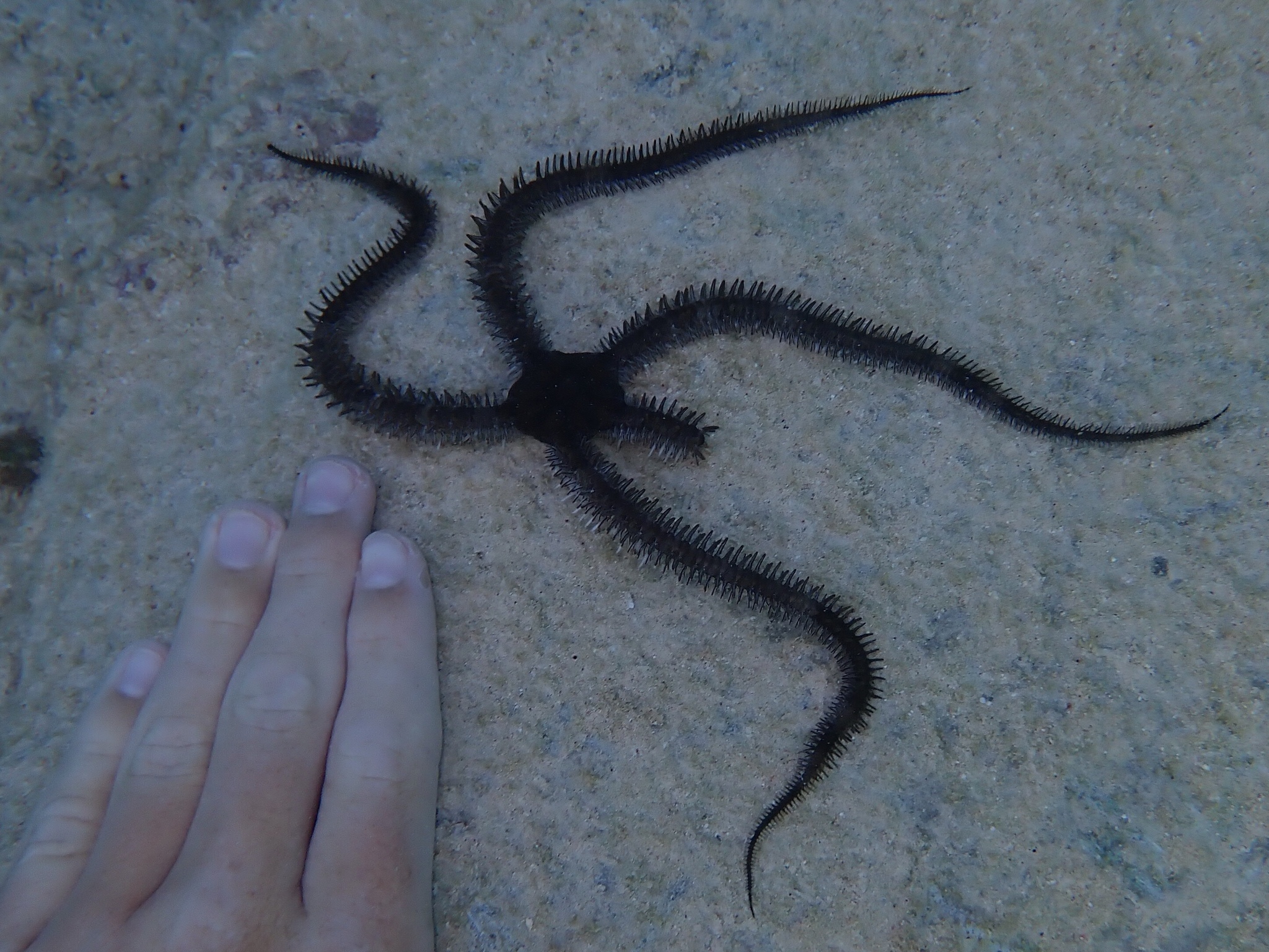 Ophiocoma echinata (Lamarck, 1816)