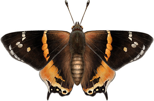 Genus Prodryas · iNaturalist