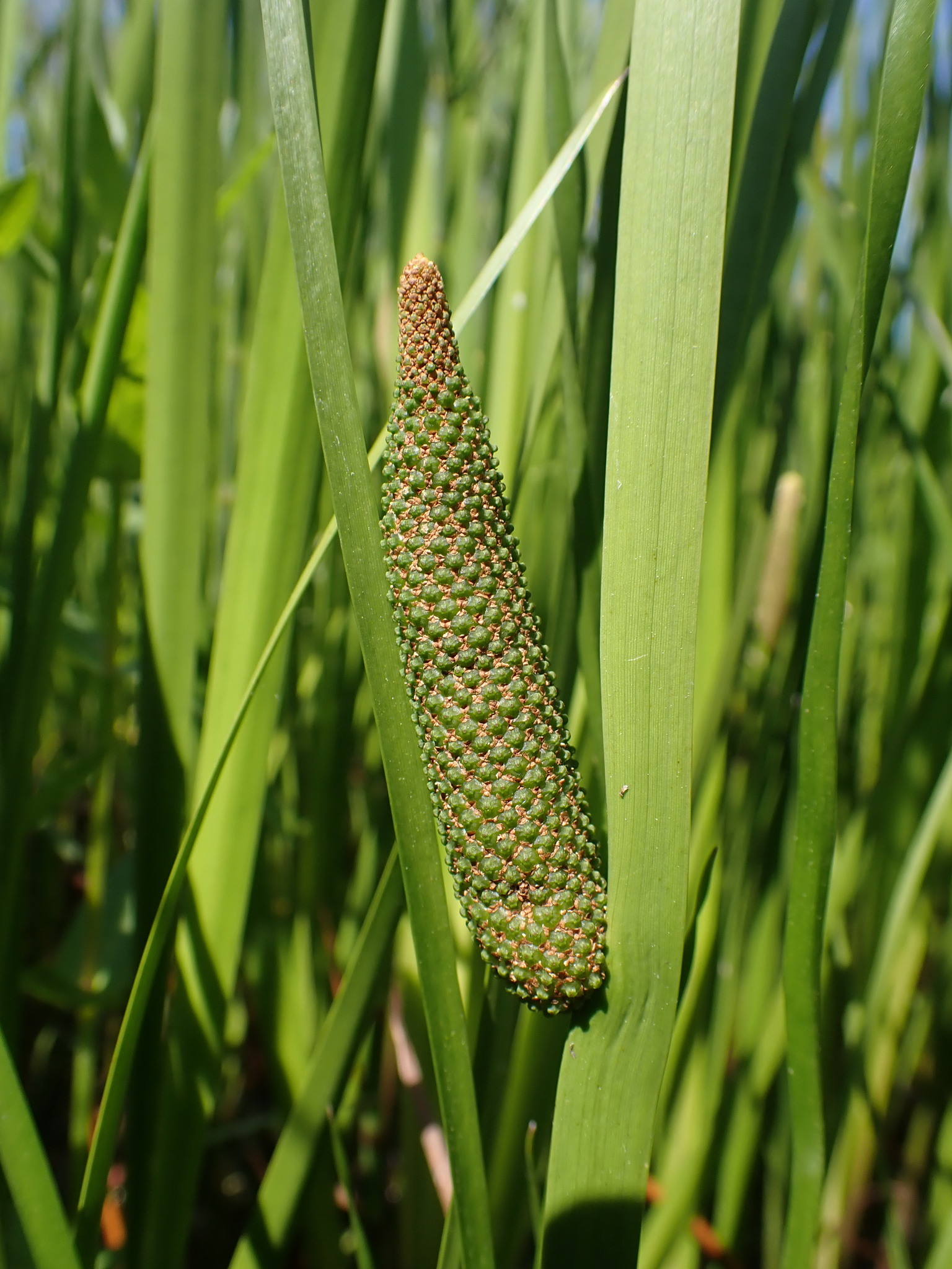 Acorus americanus (Raf.) Raf.