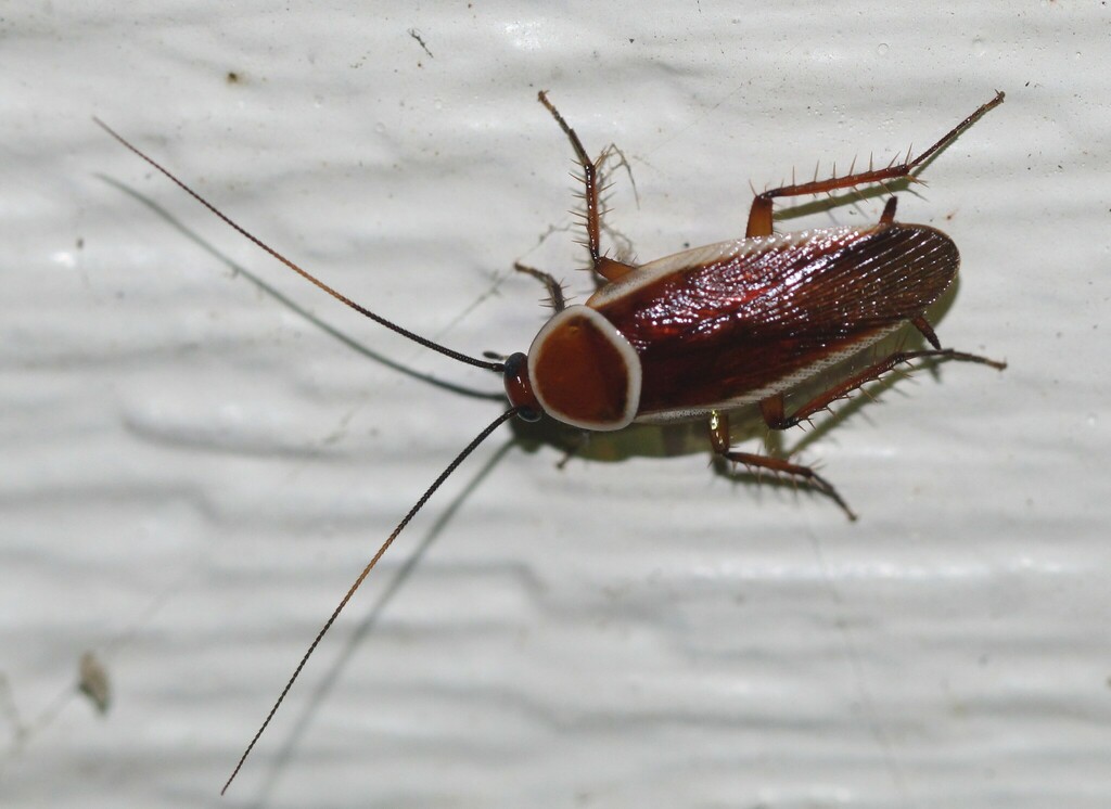 Pale-bordered Field Cockroach from South Side, Corpus Christi, TX, USA ...