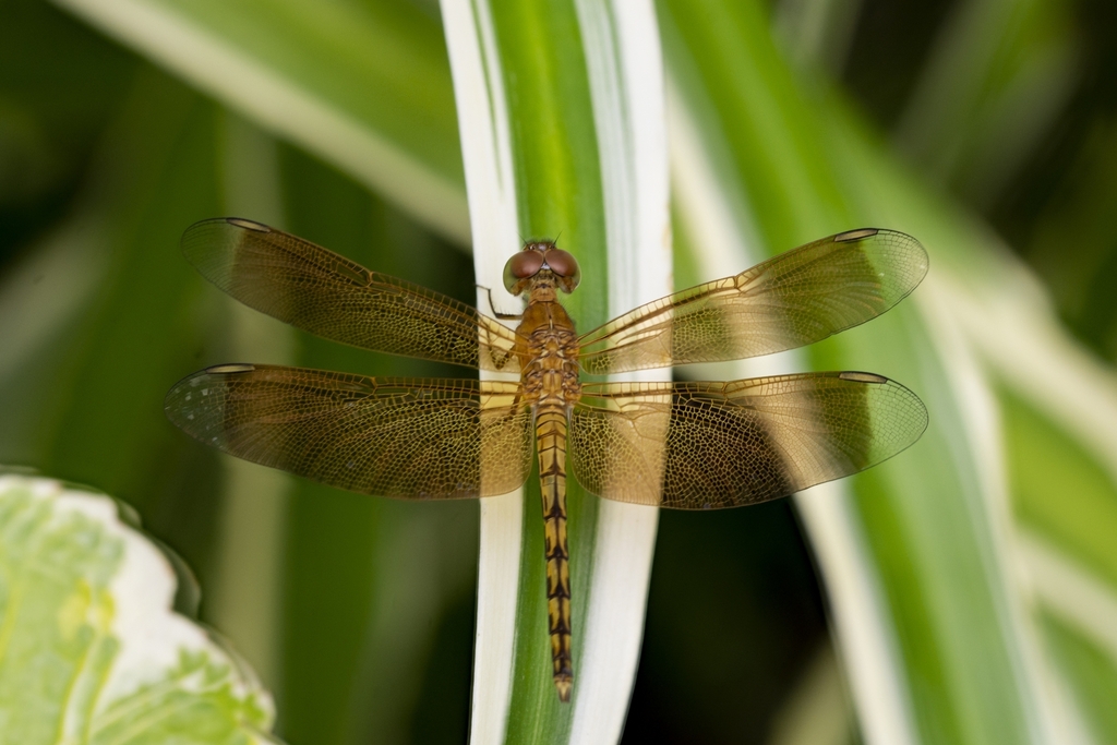 Indonesian Red-winged Dragonfly from Koska, Peleliu, Palau on May 13 ...