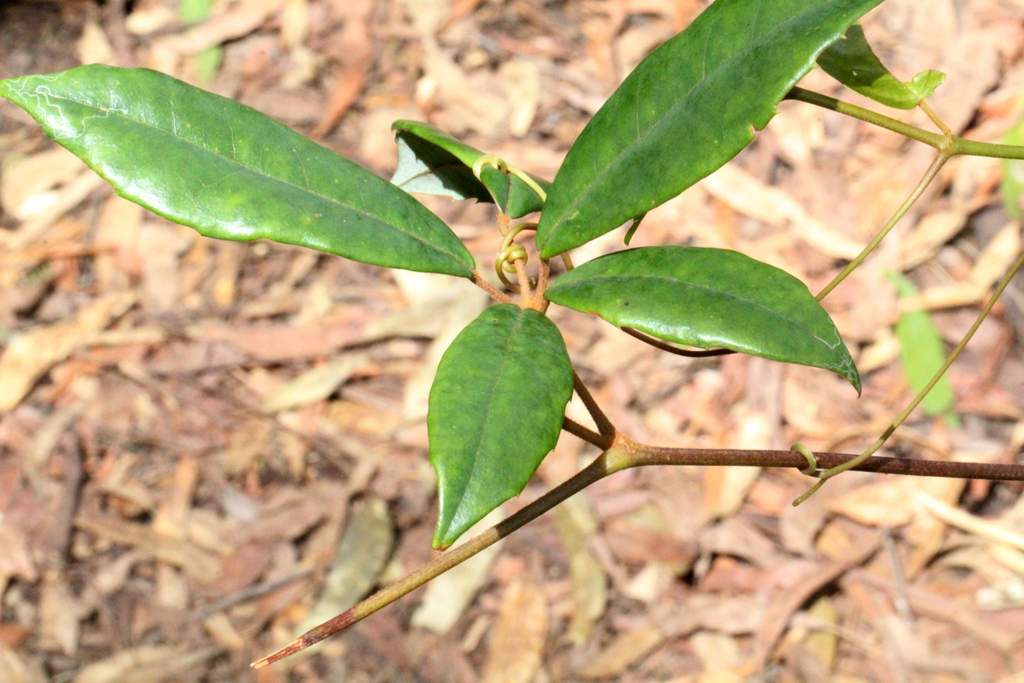 Five-Leaved Water Vine from Mt Mitchell NP, Tregony QLD 4370, Australia ...