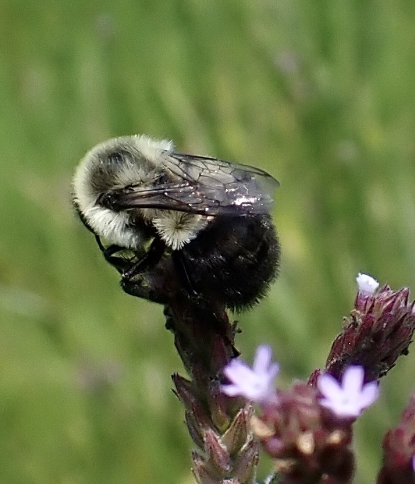Common Eastern Bumble Bee from Eupora, MS, US on June 20, 2022 at 02:37 ...