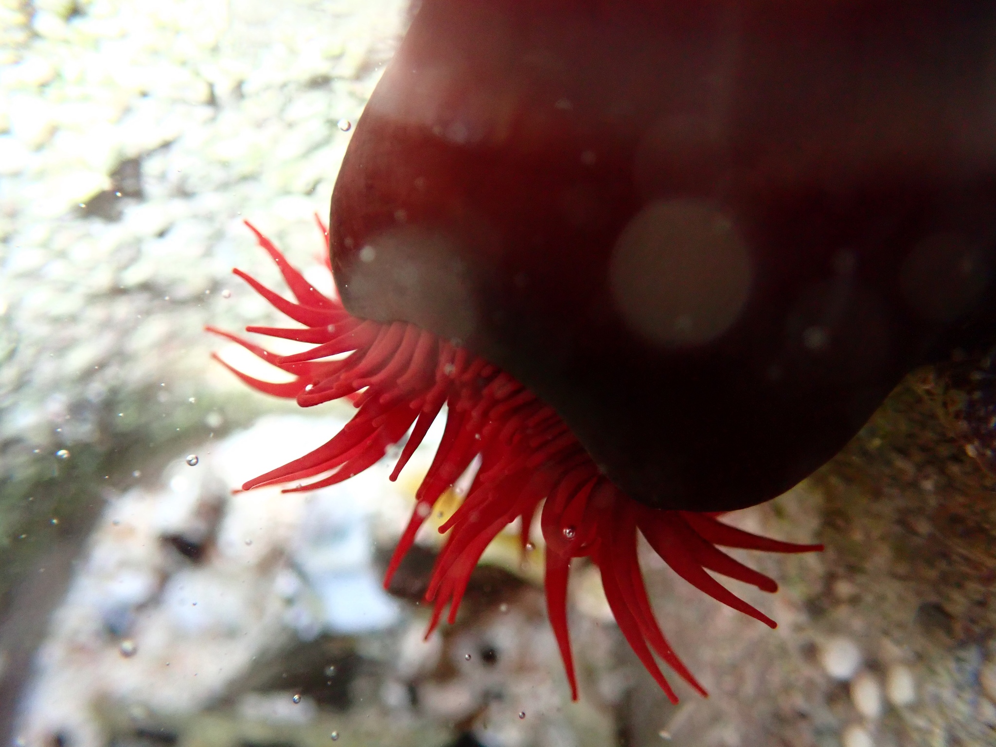 Actinia bermudensis (McMurrich, 1889)