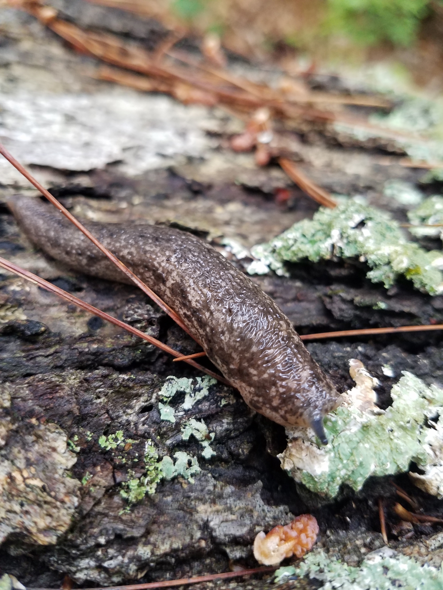 Philomycus togatus (A.Gould, 1841)