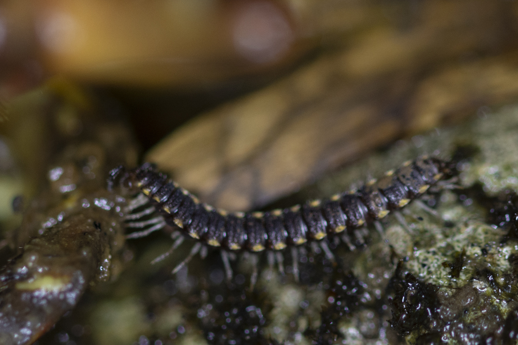 Nearctodesmidae from Koror, Palau on May 07, 2022 at 01:46 AM by Dustin ...