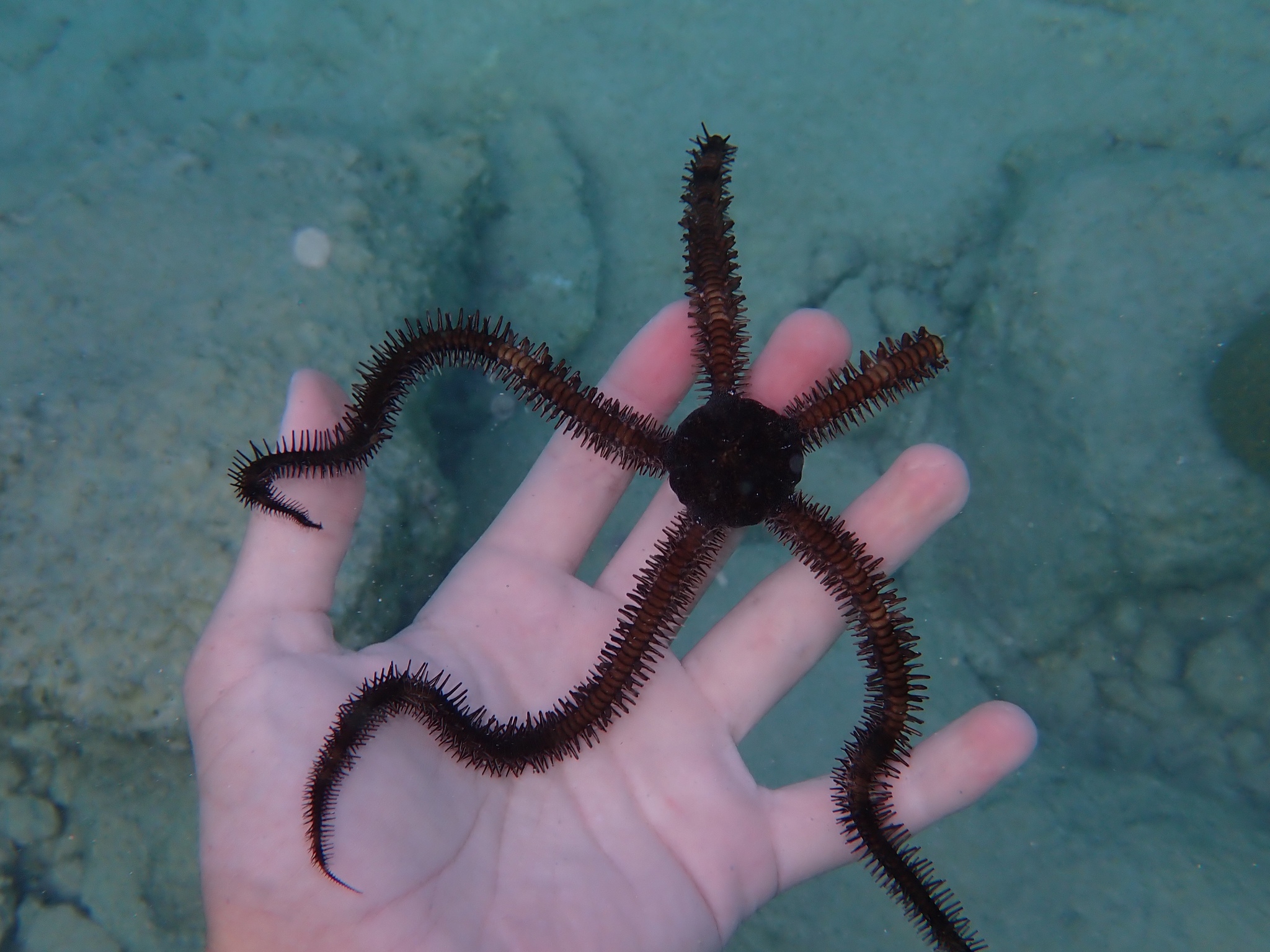 Ophiocoma echinata (Lamarck, 1816)