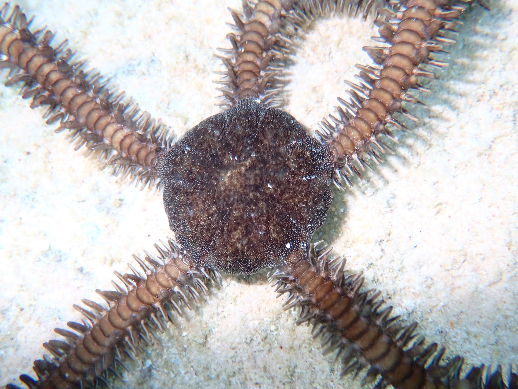 Ophiocoma echinata (Lamarck, 1816)