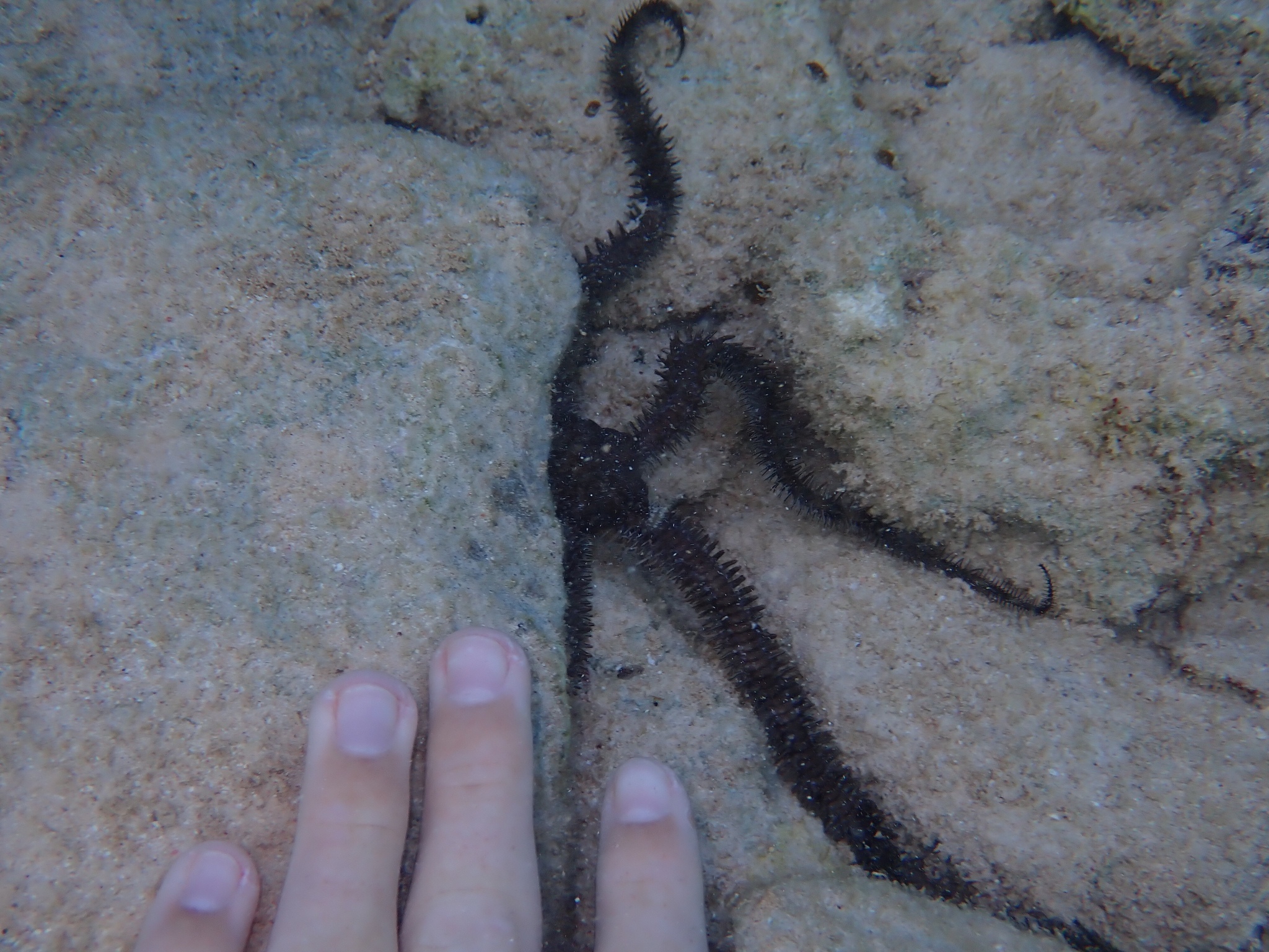 Ophiocoma echinata (Lamarck, 1816)