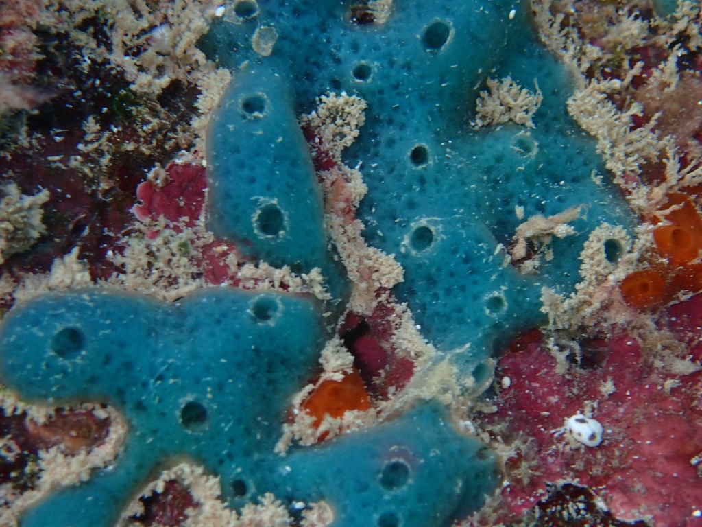 Blue Tube Sponge from North Atlantic Ocean, Bermuda, BM on June 20 ...