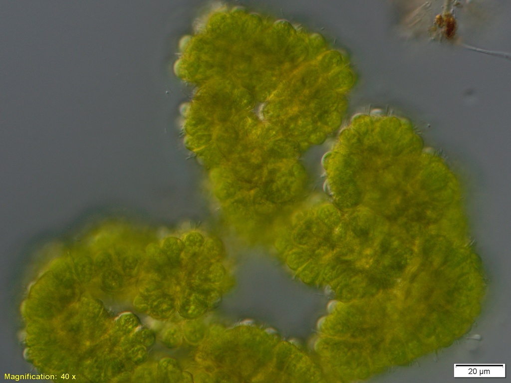 Botryococcus braunii from Walker Reservoir East, Vernon CT on June 19 ...