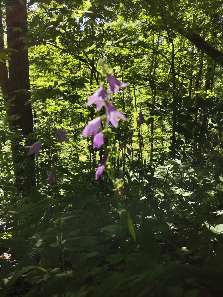 Creeping Bellflower from Lincoln Township, IN, USA on June 20, 2022 at ...