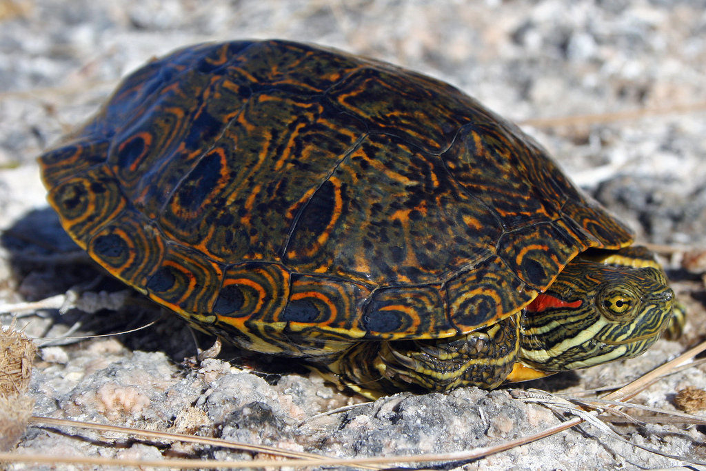 Trachemys taylori (Крокодилы и черепахи) · iNaturalist