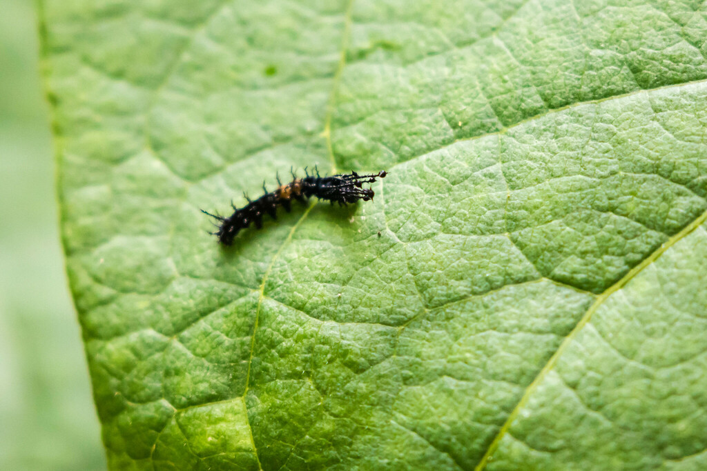 Regal Moth from Rattlesnake Ridge Natural Area, Roland, AR, US on June ...