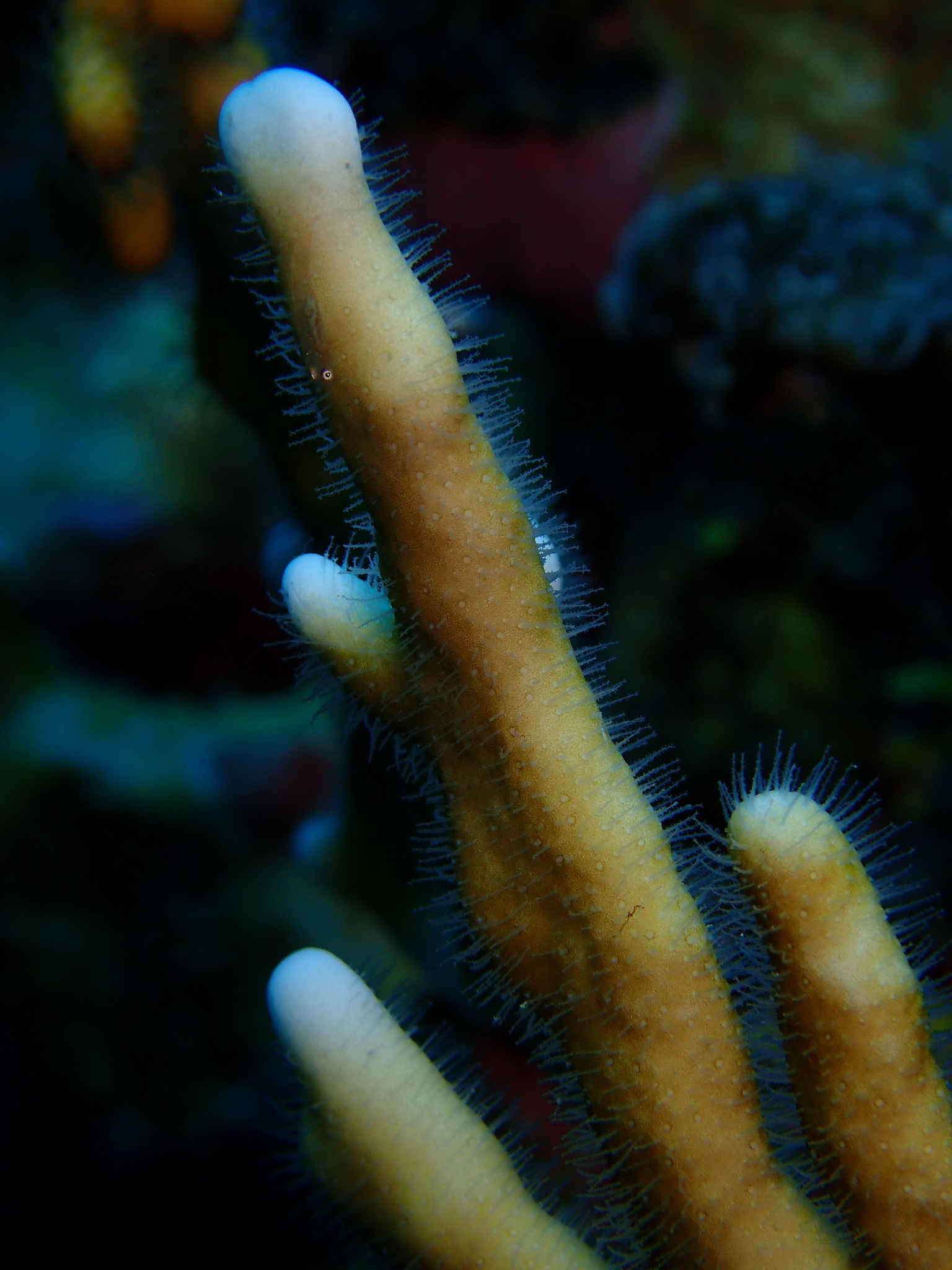 Millepora tenera Boschma, 1949