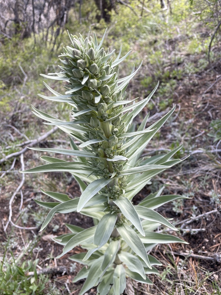monument plant from Round Mountain, Round Mountain, NV, US on June 19 ...