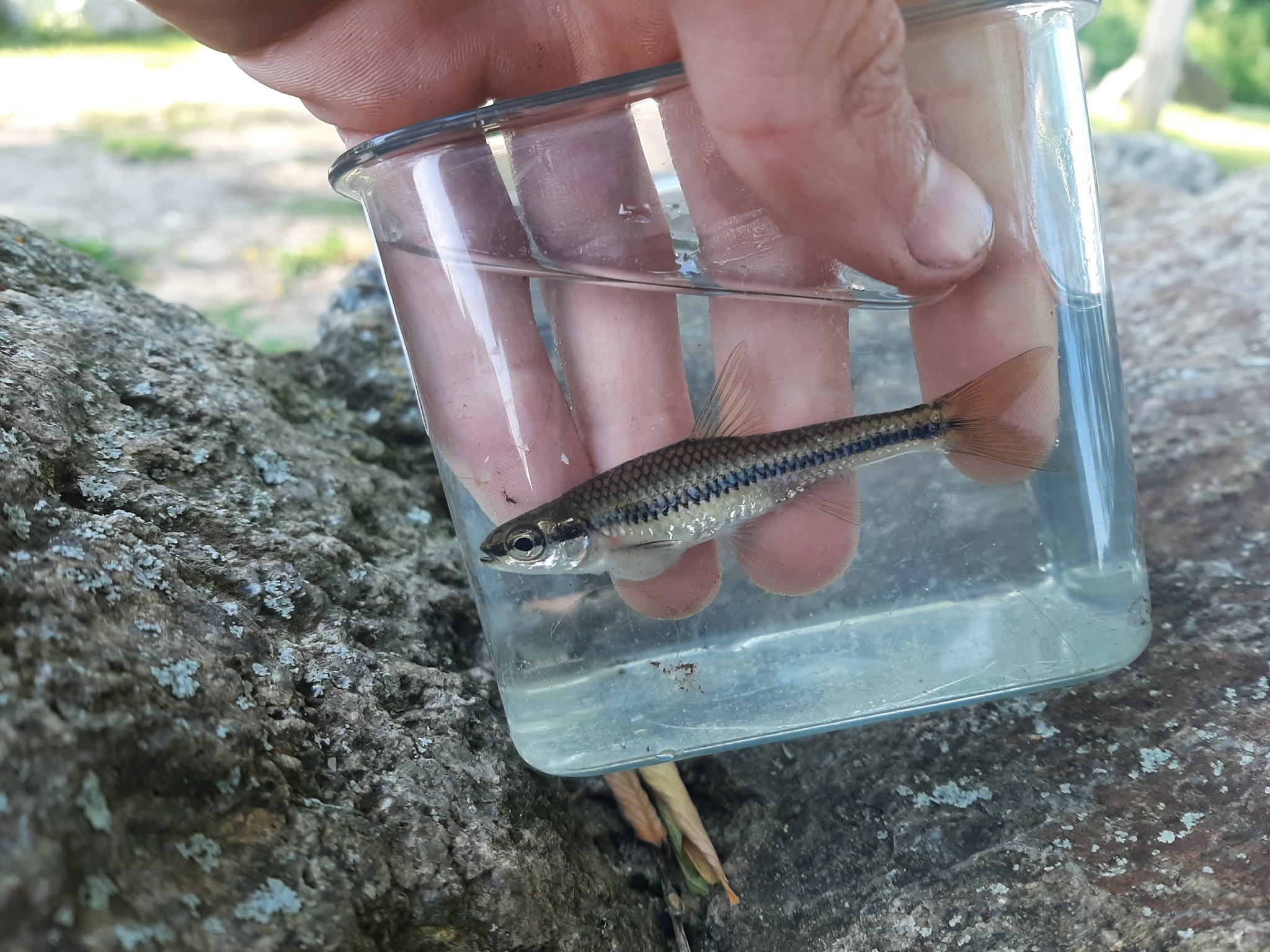Notropis heterodon (Cope, 1865)
