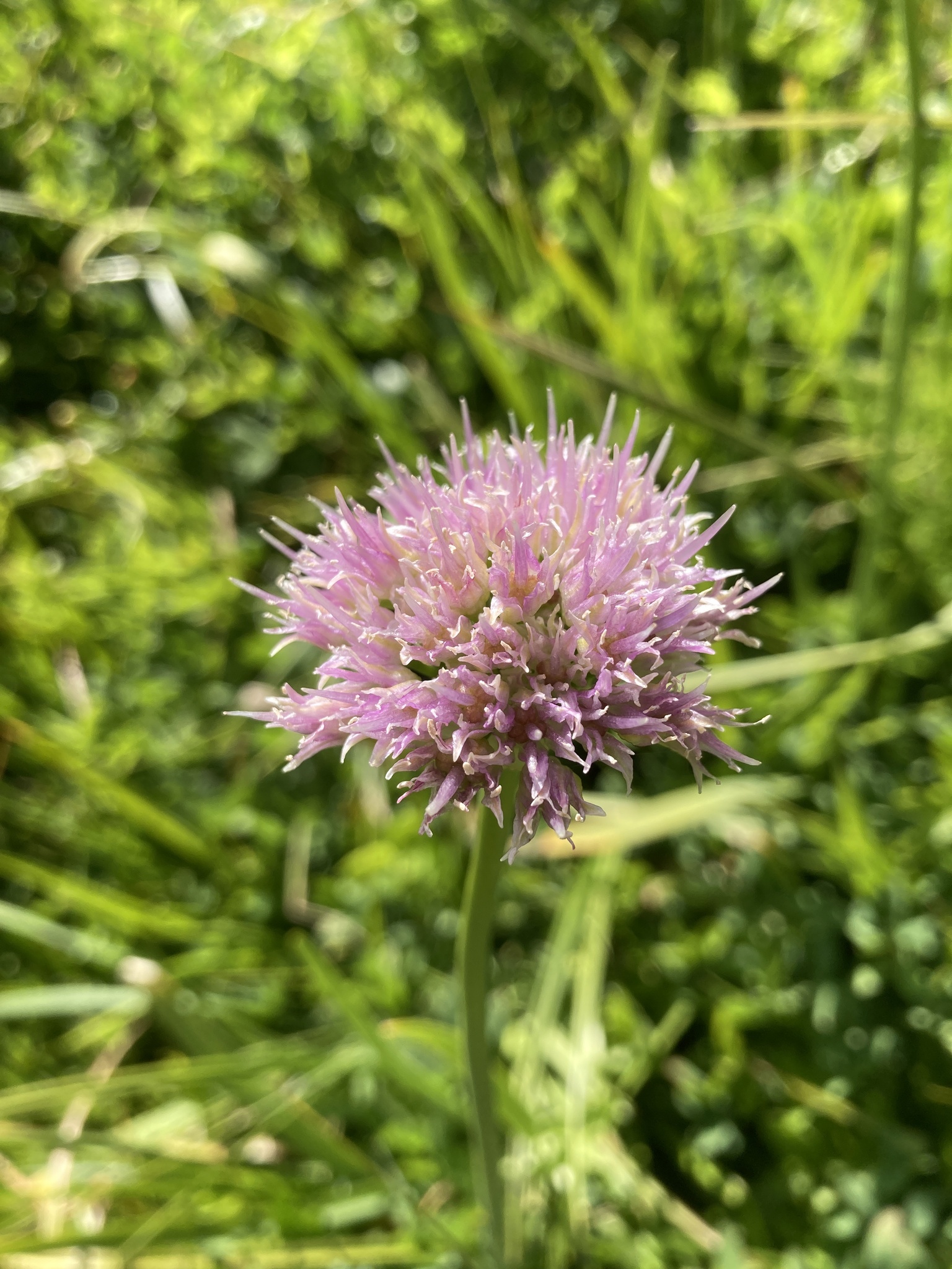 Allium validum S.Watson