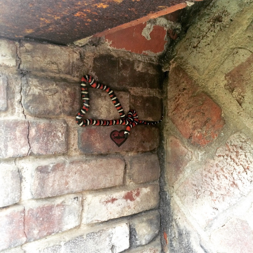 Kingsnakes and Milk Snakes by rangercoral. saw this little guy crawling ...