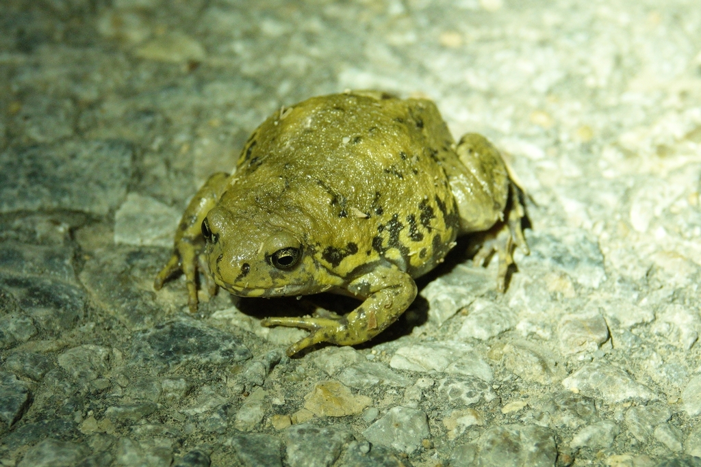 Boreal Digging Frog from Jiangsu, CN on June 13, 2022 at 10:00 PM by ...