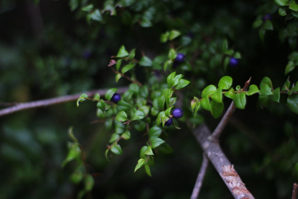 Prickly myrtle from Cauquenes, Maule, Chile on April 12, 2019 at 06:30 ...