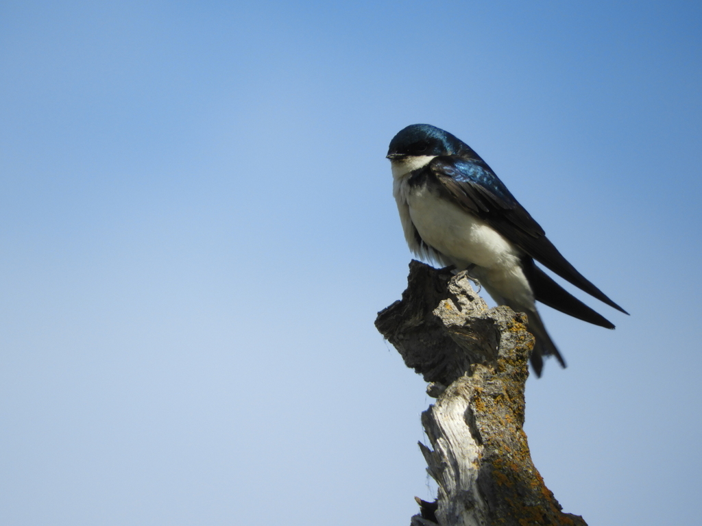 Tree Swallow from Mather Lake Regional Park on June 17, 2022 at 09:26 ...