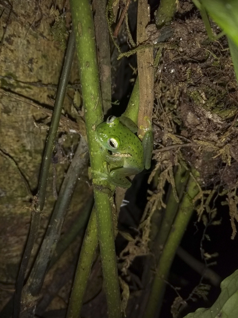 Emerald Glass Frog in April 2022 by Daniel Bocanumenth E. · iNaturalist