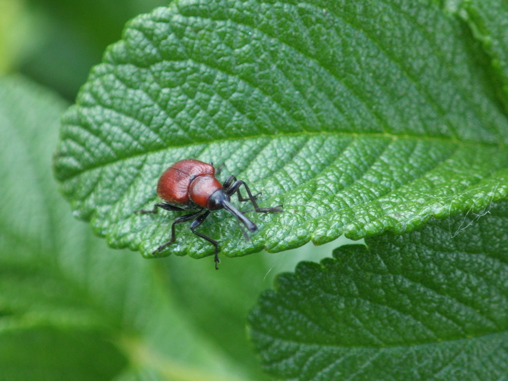 Rose Curculio from Spokane, Washington, United States on June 19, 2015 ...