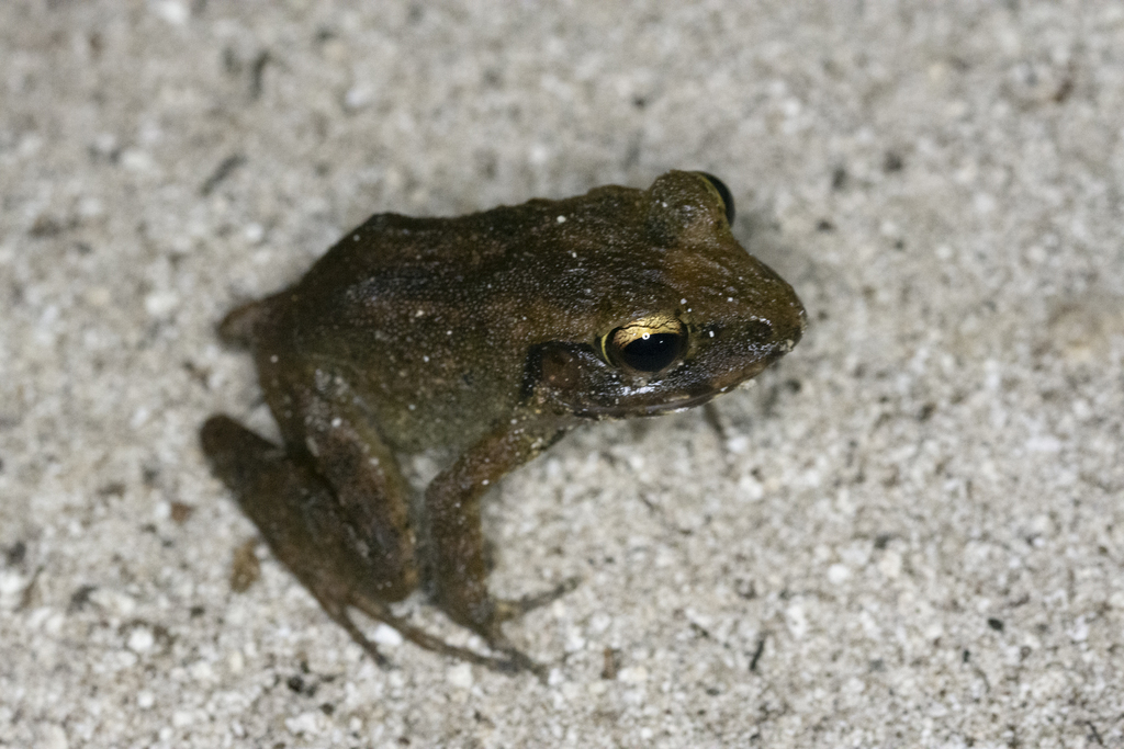 Palau Ground Frog from Peleliu, Palau on May 19, 2022 at 06:02 PM by ...