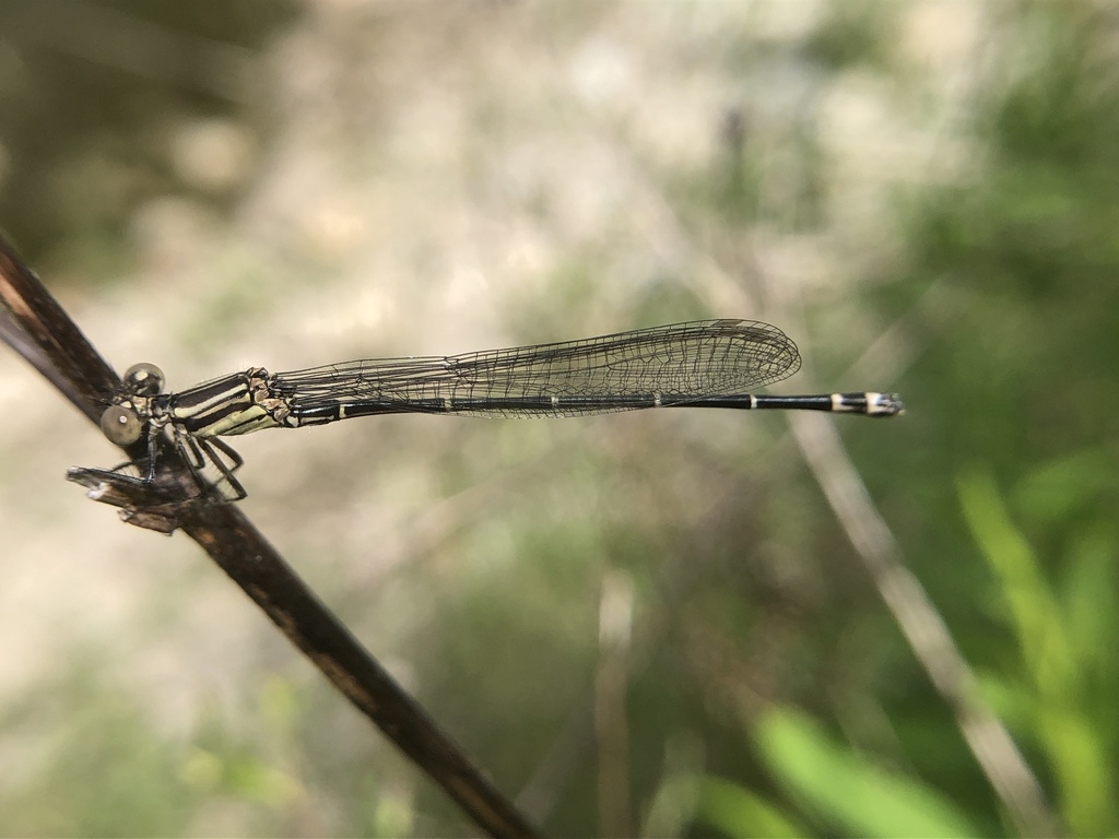 Dusky Dancer from Grant Park, Dayton, OH, US on June 20, 2022 at 05:21 ...