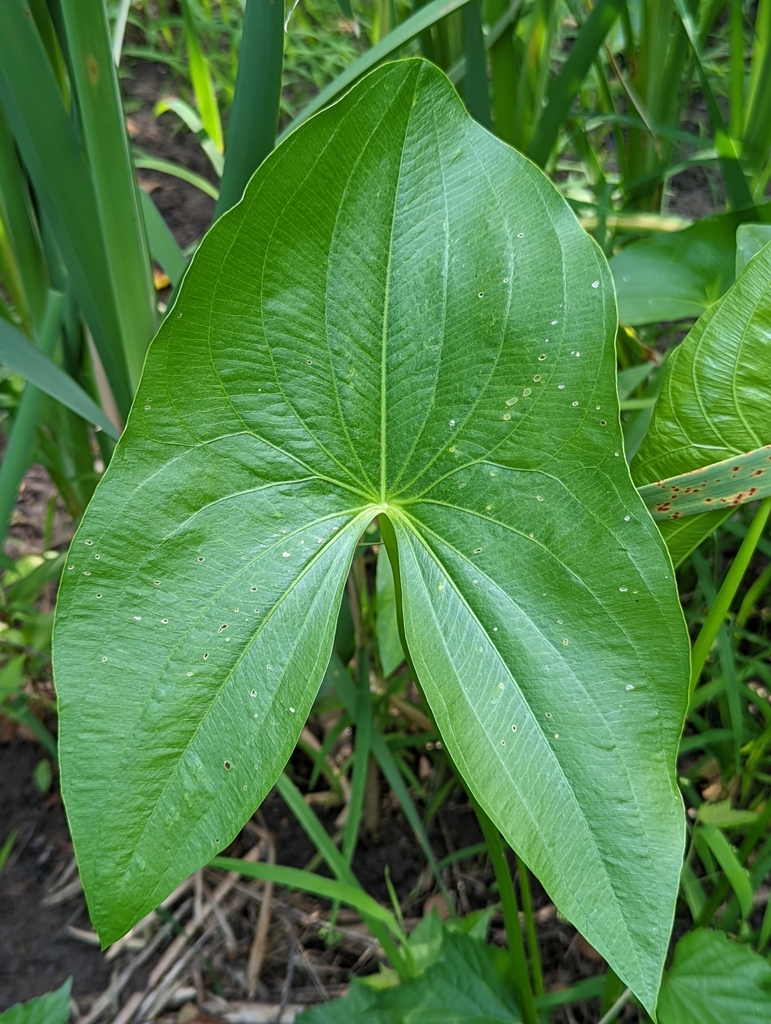 broadleaf arrowhead from Tenbrook Dr & Forest Glen Rd, Kemp Mill, MD ...