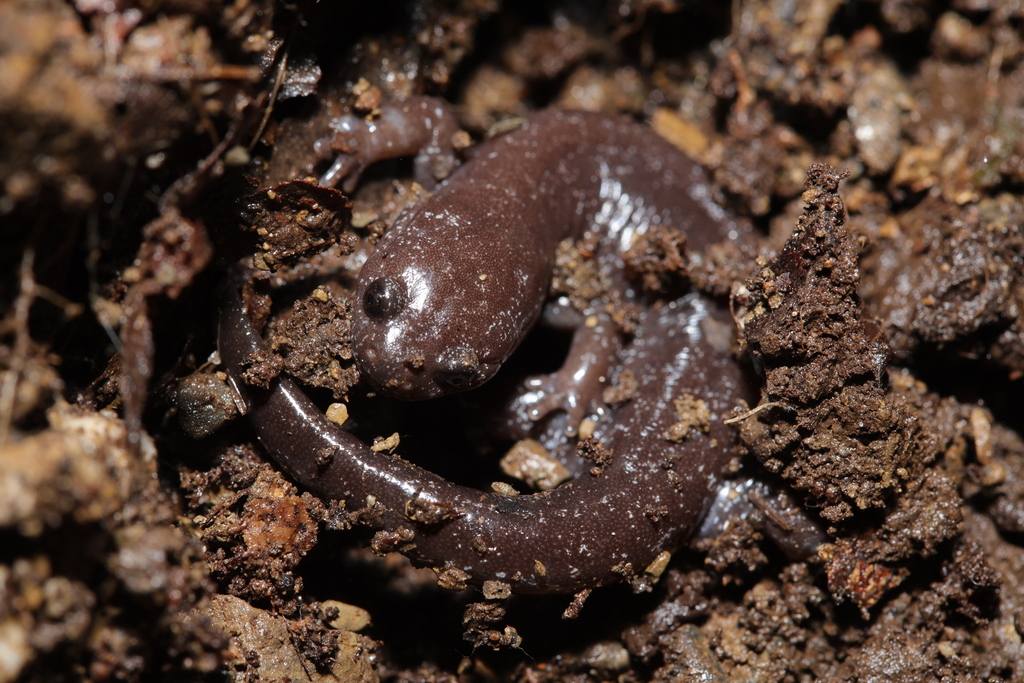 Taiwan Lesser Salamander in May 2019 by Tunyu Chen · iNaturalist
