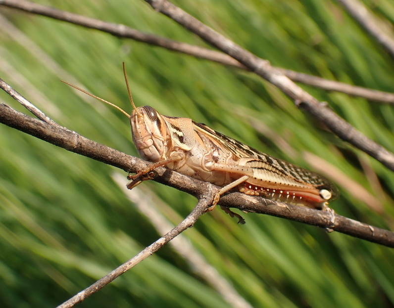 American Bird Grasshopper from Loughman, FL, USA on June 20, 2022 at 06 ...