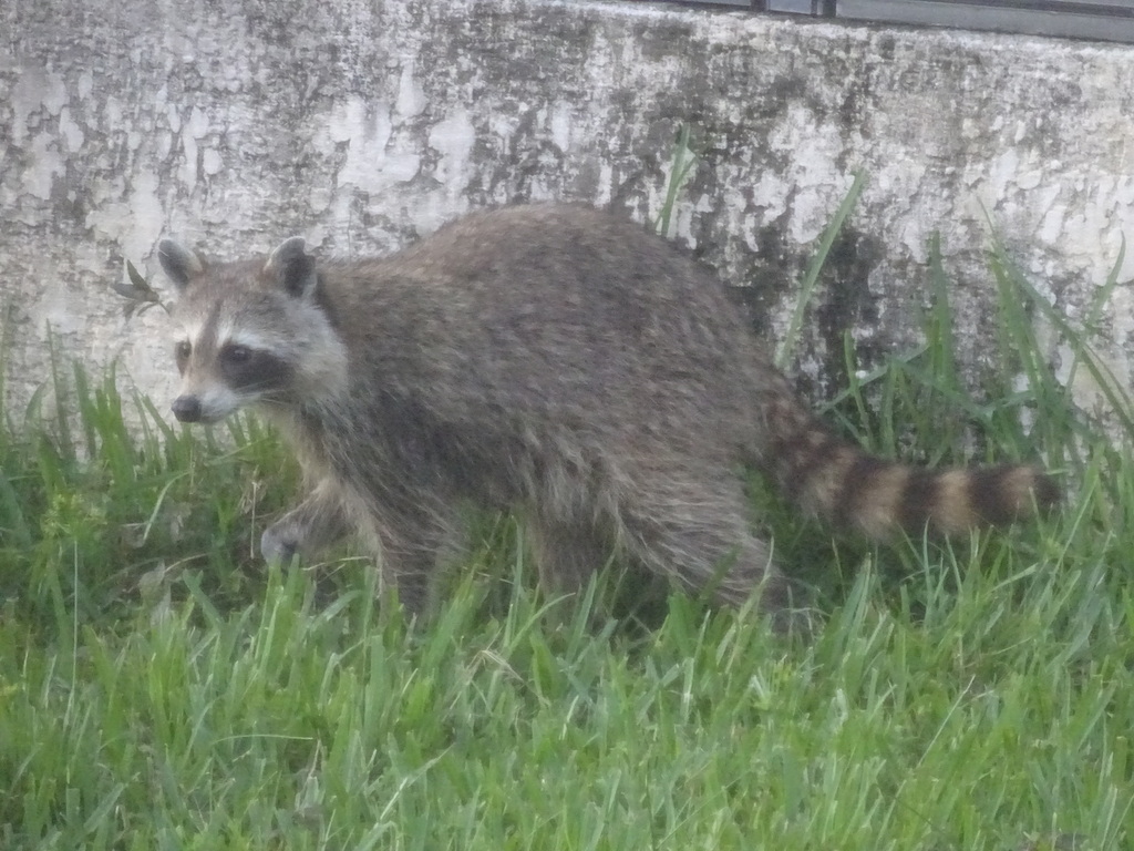 Florida Raccoon from Loughman, FL, USA on June 20, 2022 at 07:34 PM by ...