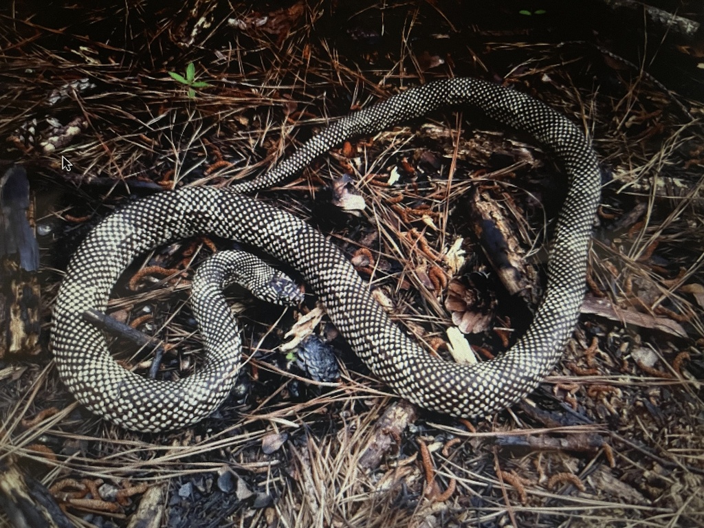 Eastern Kingsnake in April 2013 by greg_theos. This Apalachicola ...